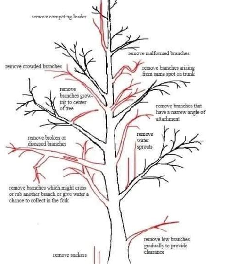 Cool Guide For Pruning R Coolguides
