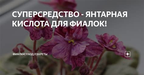 СУПЕРСРЕДСТВО - ЯНТАРНАЯ КИСЛОТА ДЛЯ ФИАЛОК! | Фиалки/Уход/Секреты | Дзен