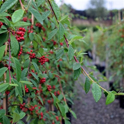 Cotoneaster Hybridus Pendulus Frank P Matthews