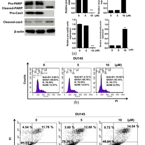 Effect Of Compound K On Apoptosis In Du145 Cells A Du145 Cells Were
