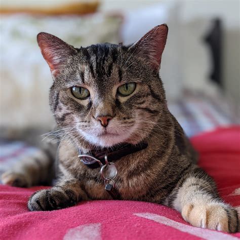 Conjunctivitis Pink Eye In Cats Causes Symptoms And Treatment Spot