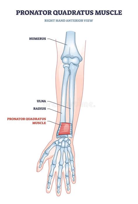 Muscle Du Pronateur Quadratus Avec Plan De Vue Avant De Droite