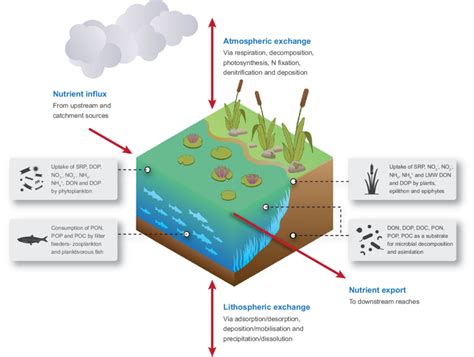 The Multiple Nutrient Stressors Driving Ecological Impacts In