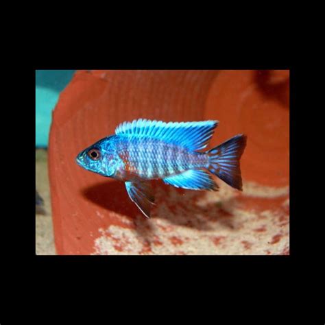 Turkis Peacock Cichlid