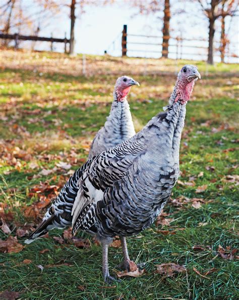 42 Turkeys Ideas In 2025 Turkey Turkey Breeds Farm Animals