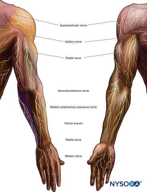 Regional Anesthesia Sensory Innervation Of The Upper Extremity Nysora