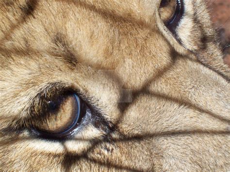 Lion Cub By Aly777 On Deviantart