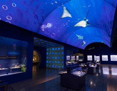 “三千玲珑——中国海洋贝类展”，一场博物馆的海洋之旅！ 数艺网