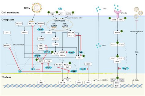 Schematic Diagram Of Pedv Evading The Host Innate Immune Signaling