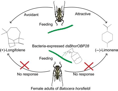 Identification Of Odorant‐binding Proteins And Functional Analysis Of