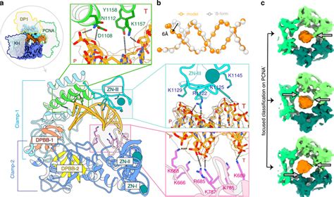 Structural Basis For DNA Binding By The PolDPCNA Complex A View Of The