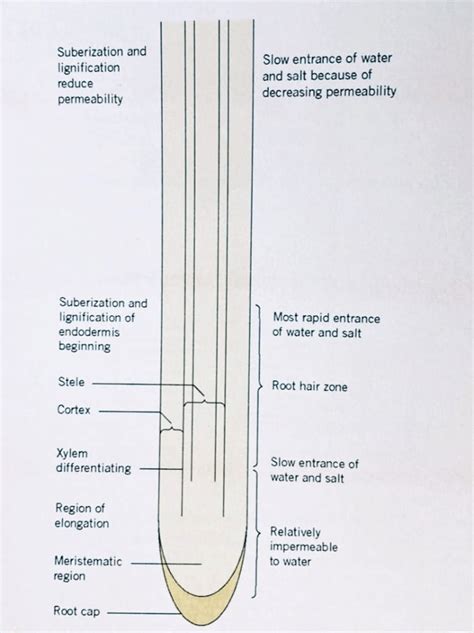 Diagrammatic Illustration Of The Relationship Between Differentiation