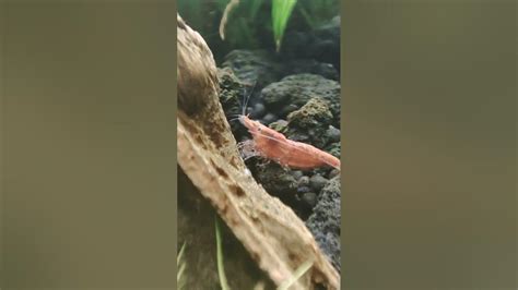 Shrimp Nature Aquarium Aquascape Cute Goodvibes Trending Shorts