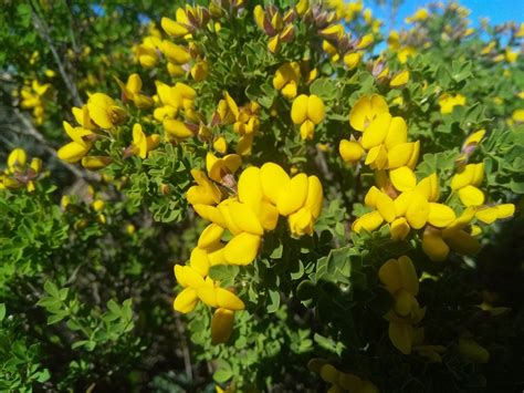 Thick Silverpod From Fernglen Port Elizabeth 6045 South Africa On July 16 2020 At 12 04 Pm