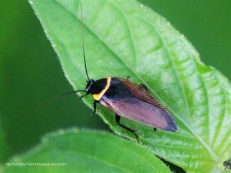 Wood Cockroach Hemithyrsocera Palliata Sumatra Indonesia