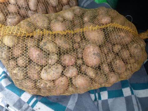Sprzedam ziemniaki odmiana wineta irga bellerosa ziemniaki świeże kopana pod