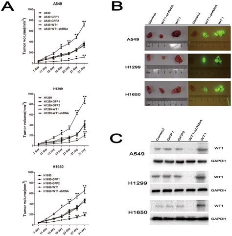 Wt1 Promotes The Growth Of Tumor Xenografts In Vivo A Tumor Volume Of