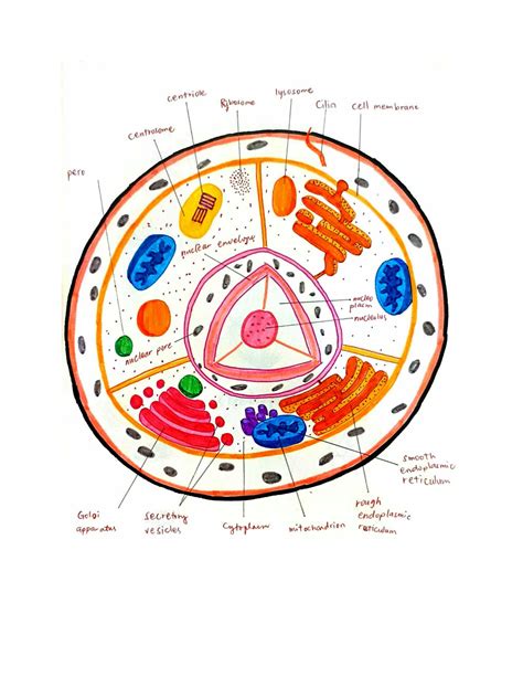 Solution Cells Morphology And Cycle Studypool
