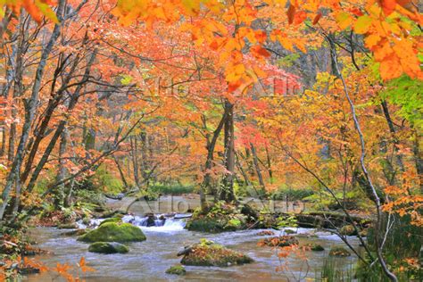 青森県 秋の奥入瀬渓谷 101280314 の写真素材 アフロ
