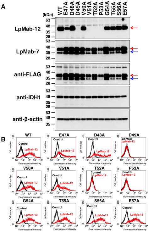 Epitope Mapping Of Lpmab 12 By Western Blot Analysis And Flow