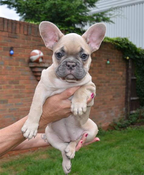French Bulldog Puppies For Sale Dallas Tx 254973