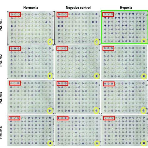 Phenotype Microarray Plates Containing Hypoxia Non Hypoxia Induced