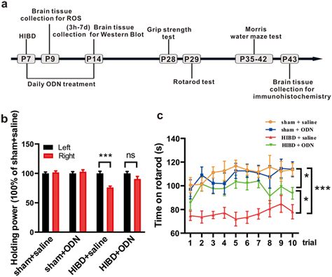 Odn Treatment Ameliorates Myodynamia And Motor Functions In Neonatal