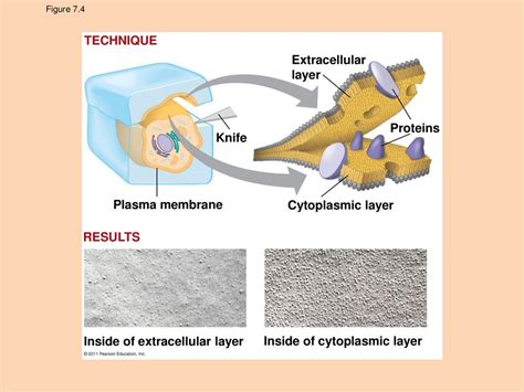 Cells And Their Environment Ppt Download
