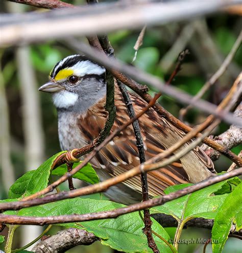 White Throated Sparrow Birdforum