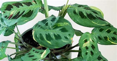 Variegated Prayer Plant Album On Imgur