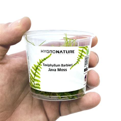 Java Moss Moss Cup Hn 0016 Hygronature