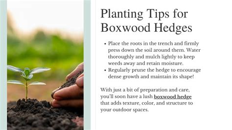 Ppt Boxwood Hedges Creating Aestheic Value Powerpoint Presentation