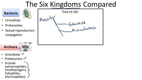 Linnaean Classification Ck 12 Foundation