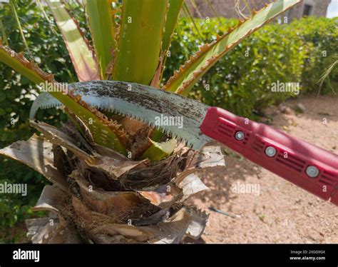 Pruning Palm Tree With Extendable Pole Handsaw Pruning In Height Gardening Activities Stock