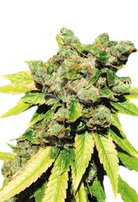 Early Miss Autoflower 5 Pack Western Mass Hydroponics