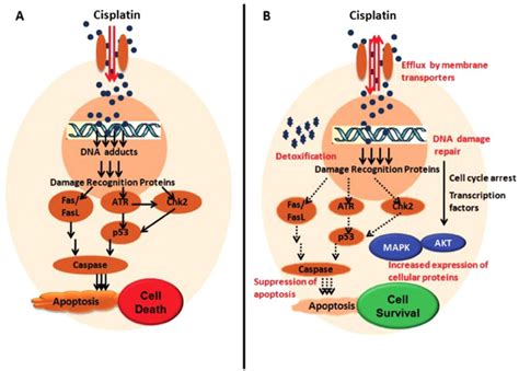 Schematic Representation Of A Mode Of Action Of Platinum Based Drug