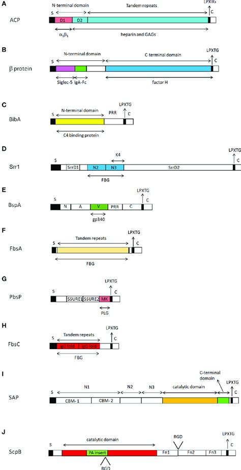 Representation Of The Structure Of Cell Wall Anchored Proteins From Download Scientific