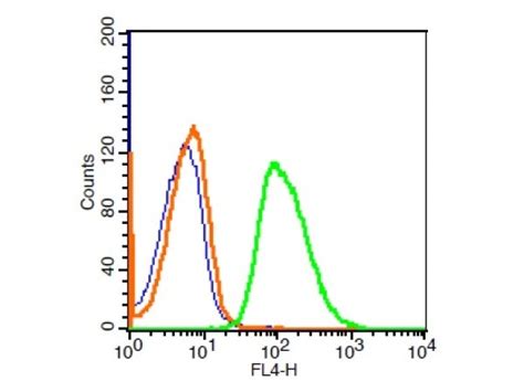 Phospholipase C Beta 2 Polyclonal Antibody Bs 6472r