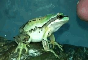 Amphibian Tree Frog Gif WiffleGif