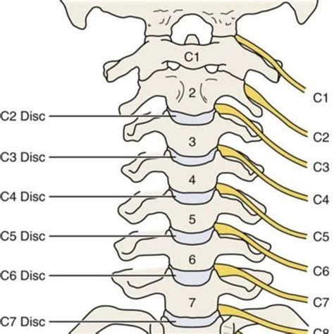 The C1 Vertebra Also Known As The Atlas Is The First Cervical Vertebra… Dr Lindsay Daniels