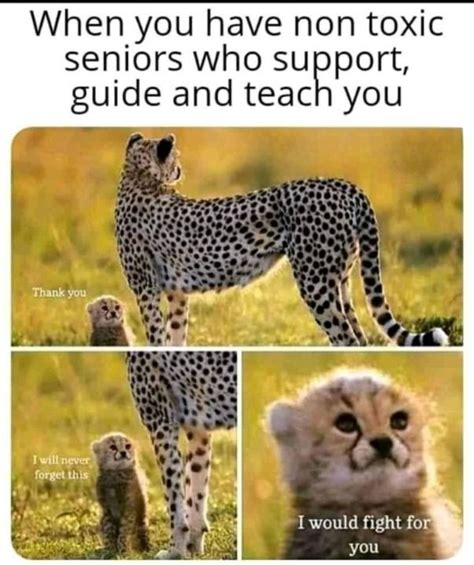 lazy programmer on linkedin show your love to your seniors no matter
