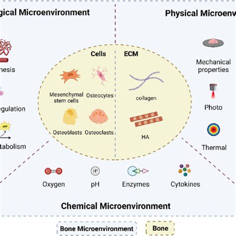 The Diagram Of Bone Tissue Cell Microenvironment Bone Microenvironment Download Scientific
