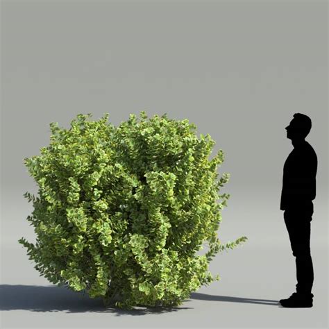 Dwarf Euonymus Japonicus