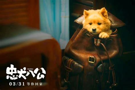 【画像】中国リメイク版「忠犬ハチ公物語」がこちら 上級まとめサイト