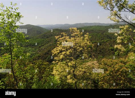 Frassino Fiorito Fraxinus Ornus Immagini E Fotografie Stock Ad Alta
