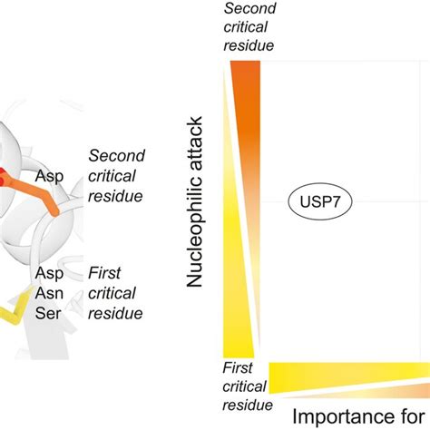 The Critical Residues Perform Different Functions In Different Usps Download Scientific