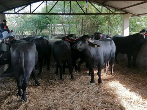 पोखरामा भारतबाट ल्याइएका १५ मुर्रा राँगा मध्य ७ वटा राखिने