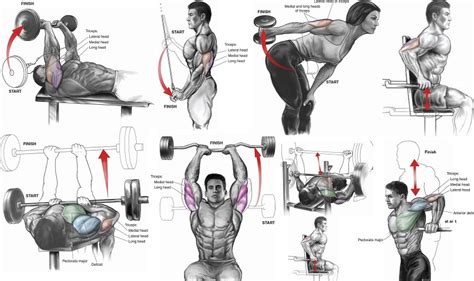 Six Exercises To Quickly Get The Triceps Of A Fitness Model ~ Multiple
