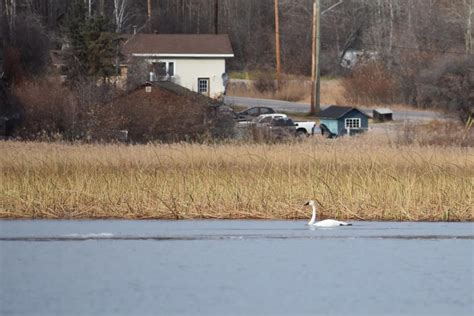 Leaders In Fort Chipewyan Alta Urge People To Avoid Lake Athabasca Over Contamination Concerns
