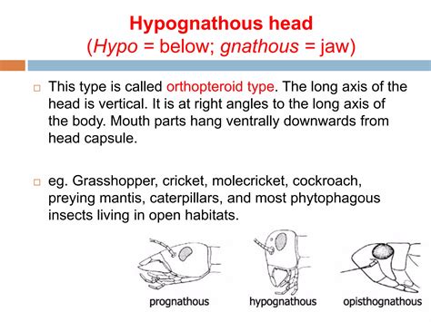Insect Head And Antenna Pptx